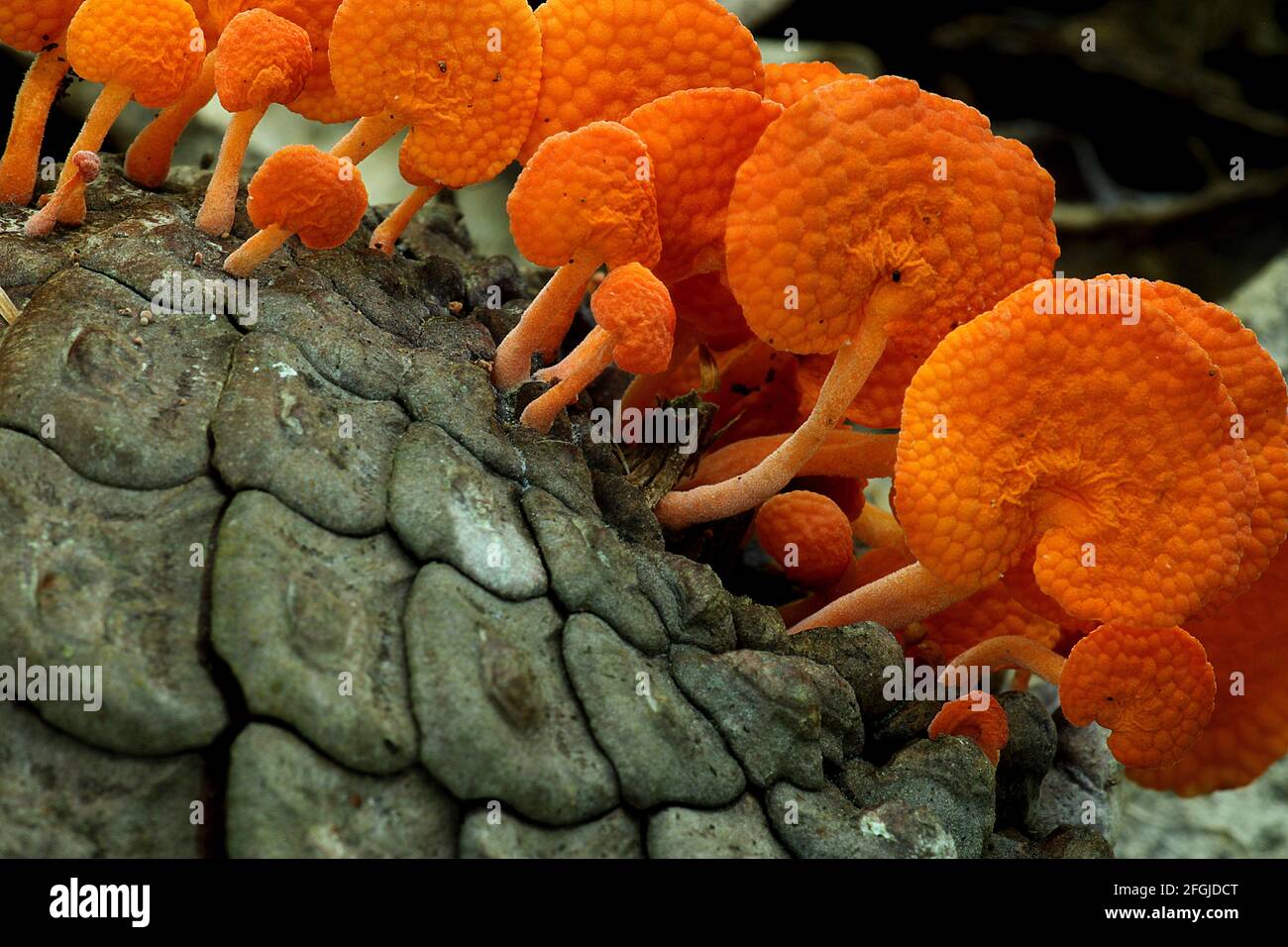 Orange pore fungus favolaschia calocera hi-res stock photography and ...