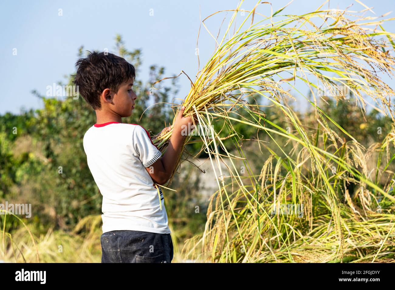 Harvesting Rice High Resolution Stock Photography and Images - Alamy