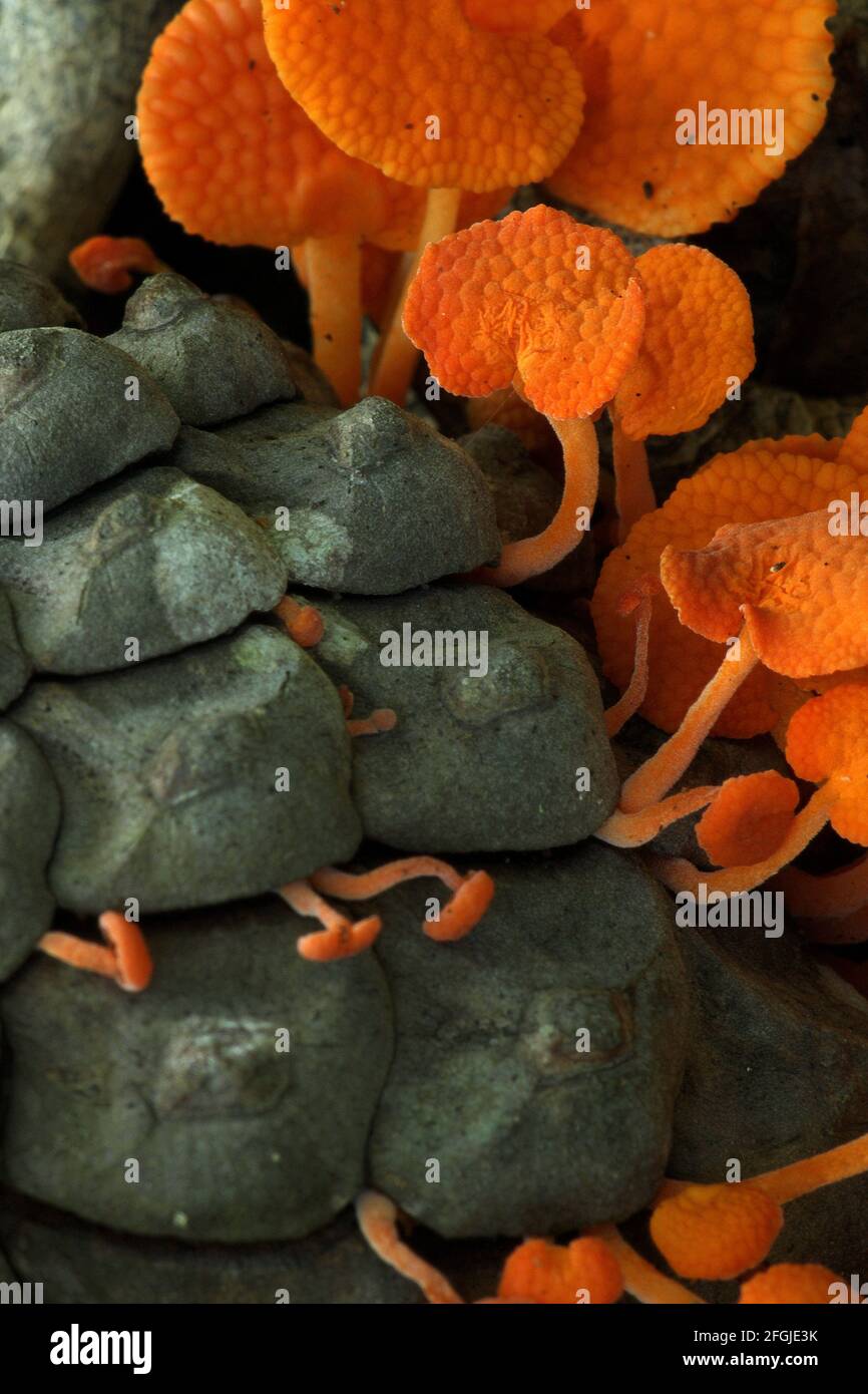 Orange pore fungus (Favolaschia calocera Stock Photo - Alamy