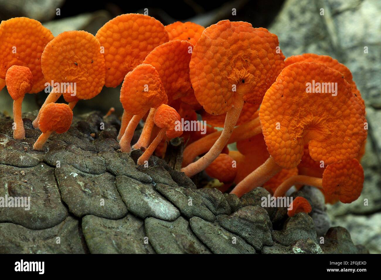 Orange pore fungus (Favolaschia calocera Stock Photo - Alamy