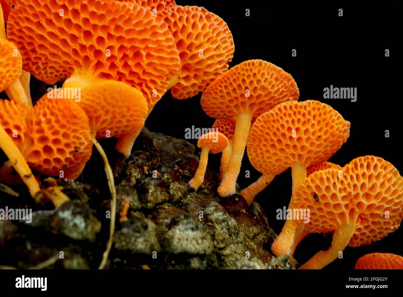 Orange pore fungus (Favolaschia calocera Stock Photo - Alamy