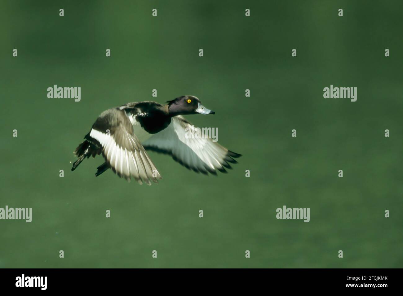 Flying tufted duck uk hi-res stock photography and images - Alamy