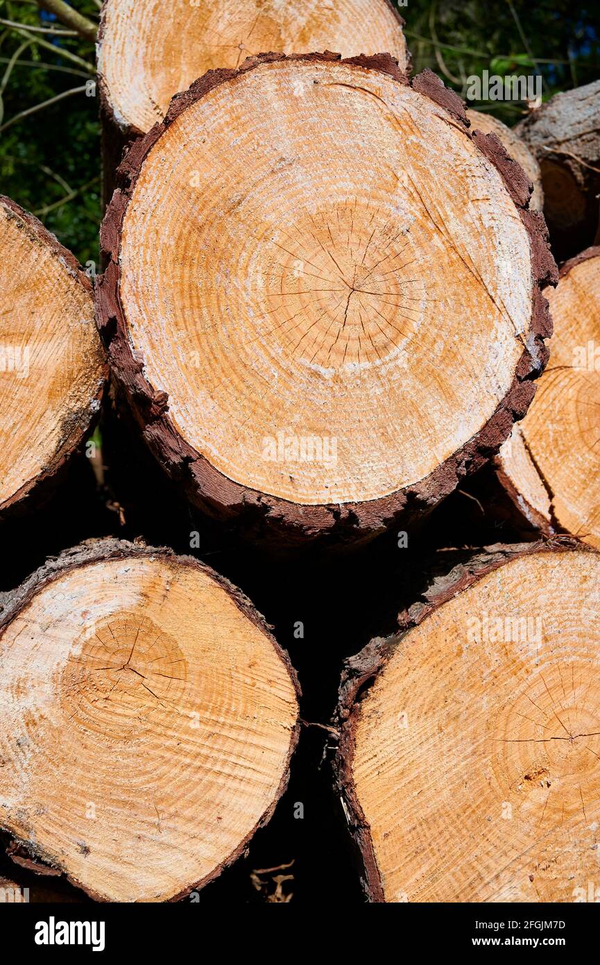 Detail of the stacked pine logs Stock Photo - Alamy