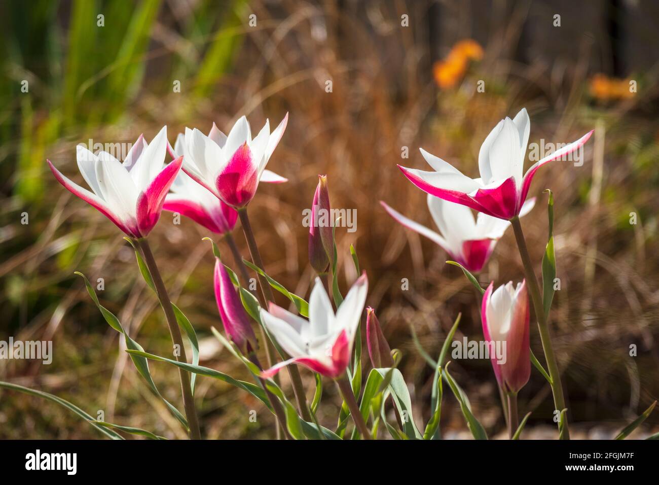 Spring Bulbs in Flower on a Bright and Sunny April Day - Tulipa ...