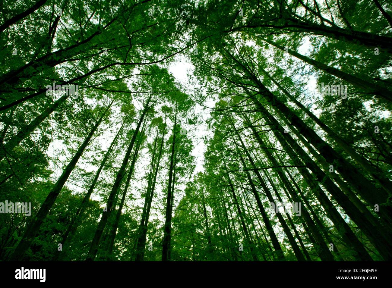 In the fresh green forest where the green is bright Stock Photo - Alamy