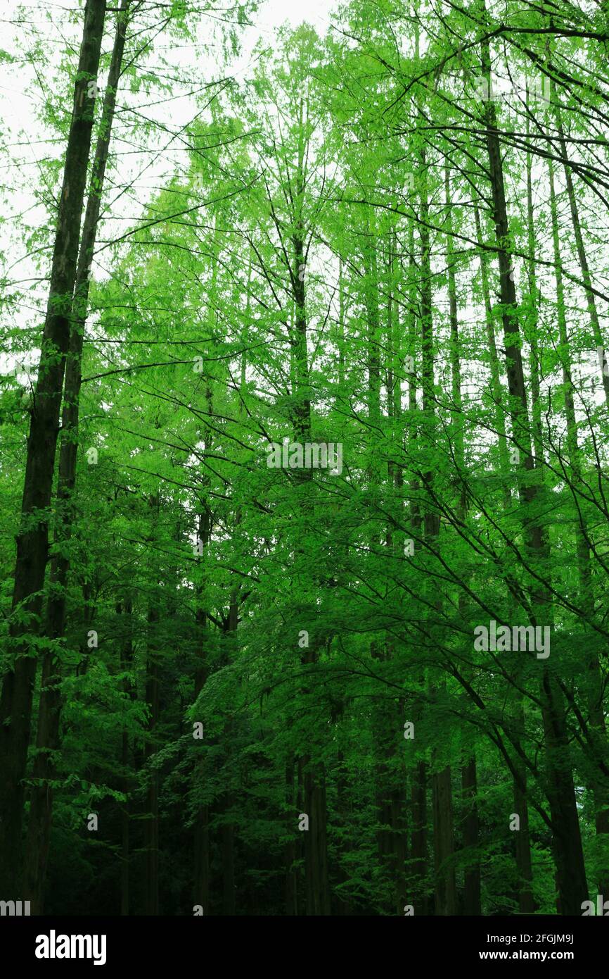 Environmental natural background hi-res stock photography and images ...