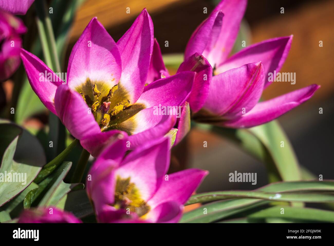 Species tulips hi-res stock photography and images - Alamy