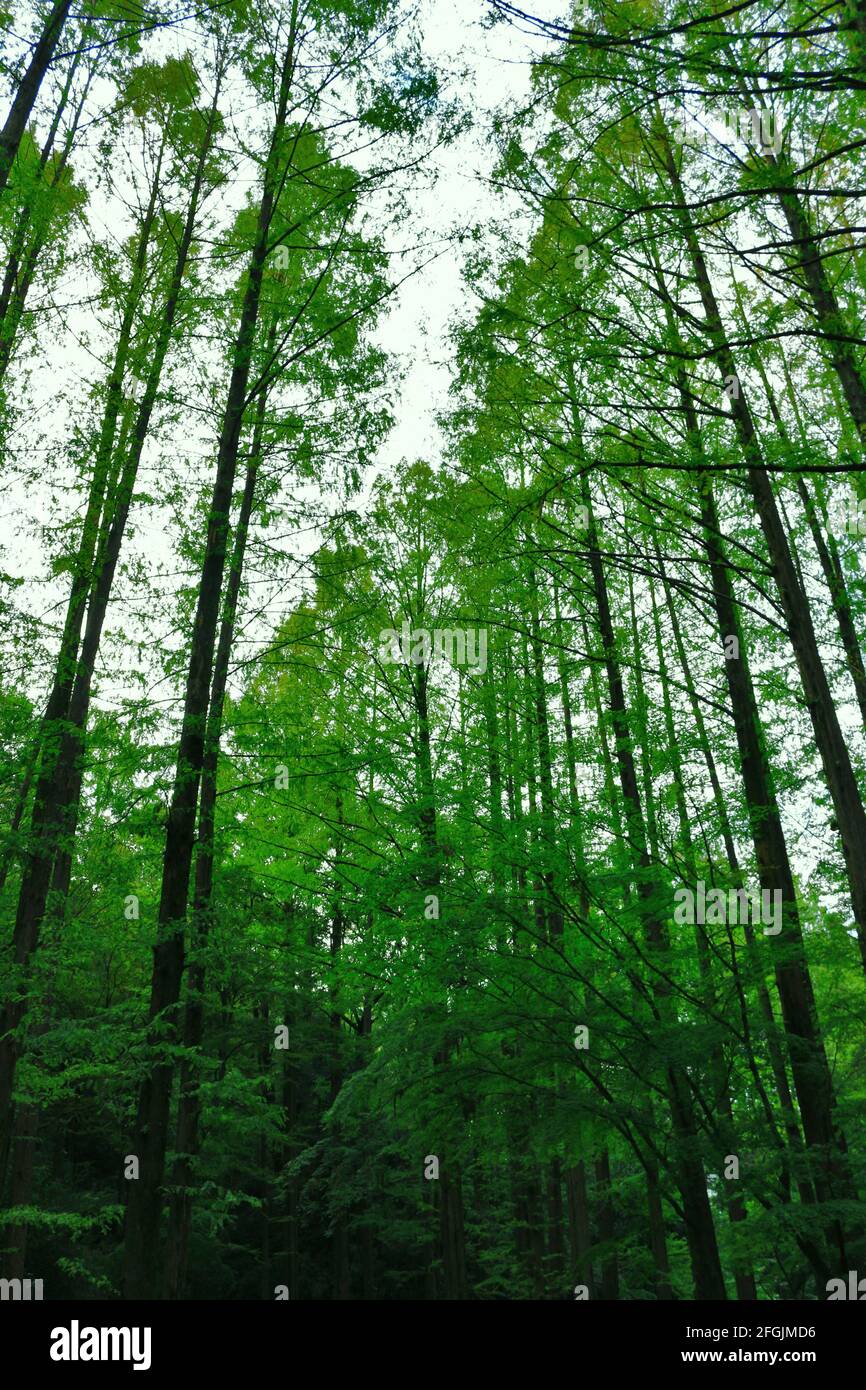 In the fresh green forest where the green is bright Stock Photo - Alamy