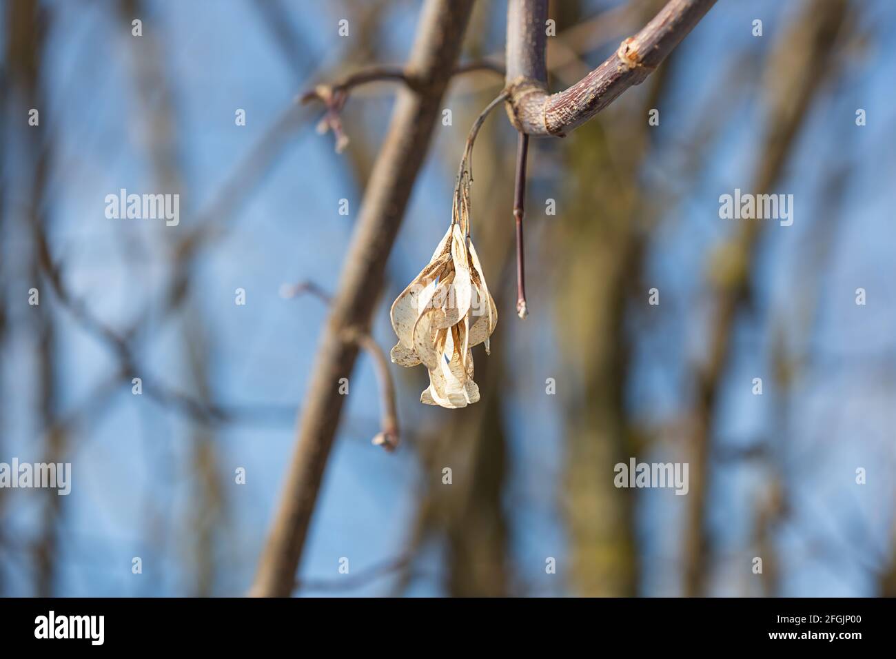 Dry American Maple Seeds Hang on Empty Tree Branches in Spring Stock ...