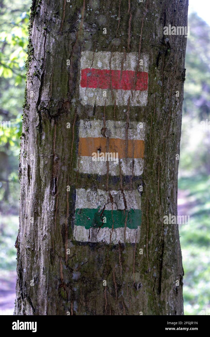 Closeup tourist sign or marks on a tree in the forest Stock Photo - Alamy