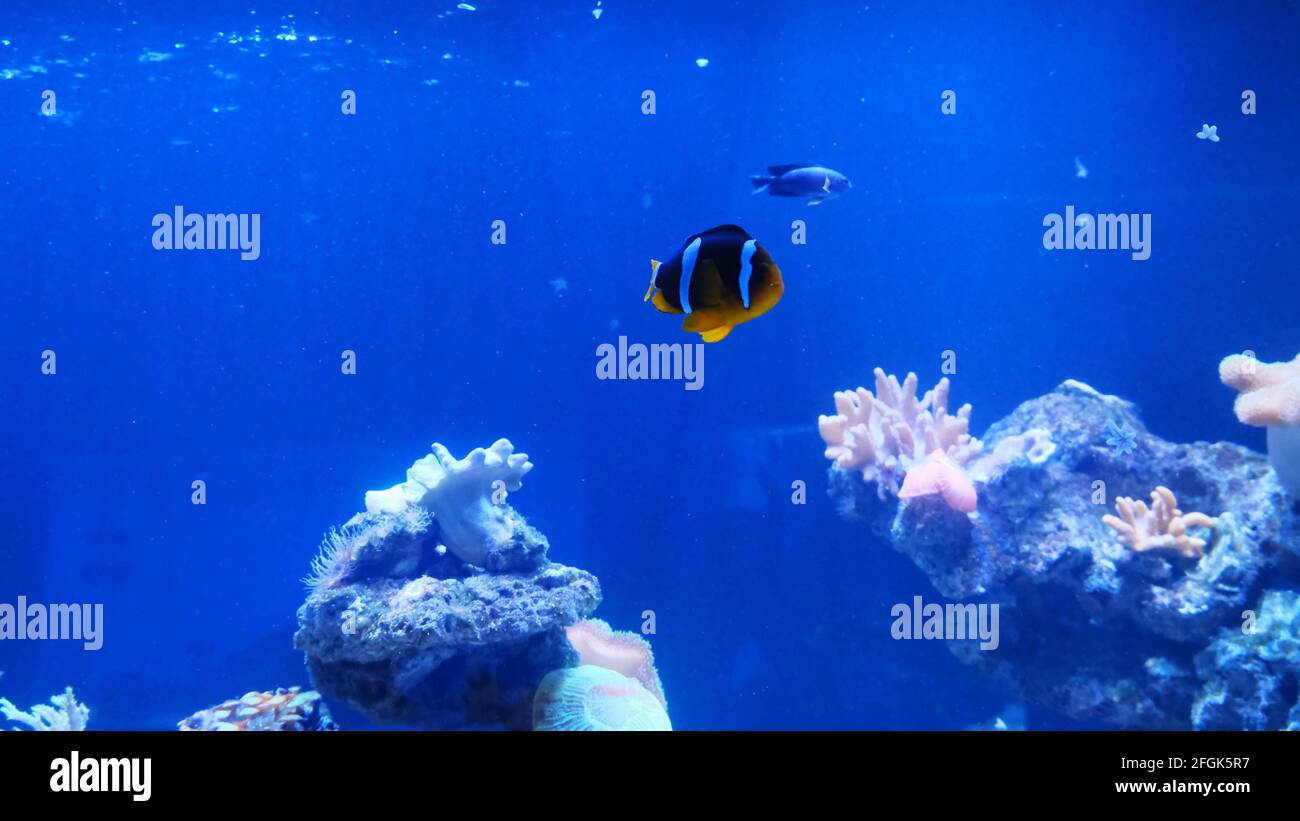 Coral reef with many coloured fish hi-res stock photography and images ...