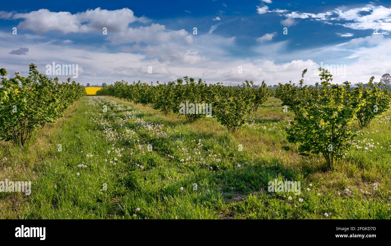 Wide view on hazel grove in spring with green grass meadow and ...
