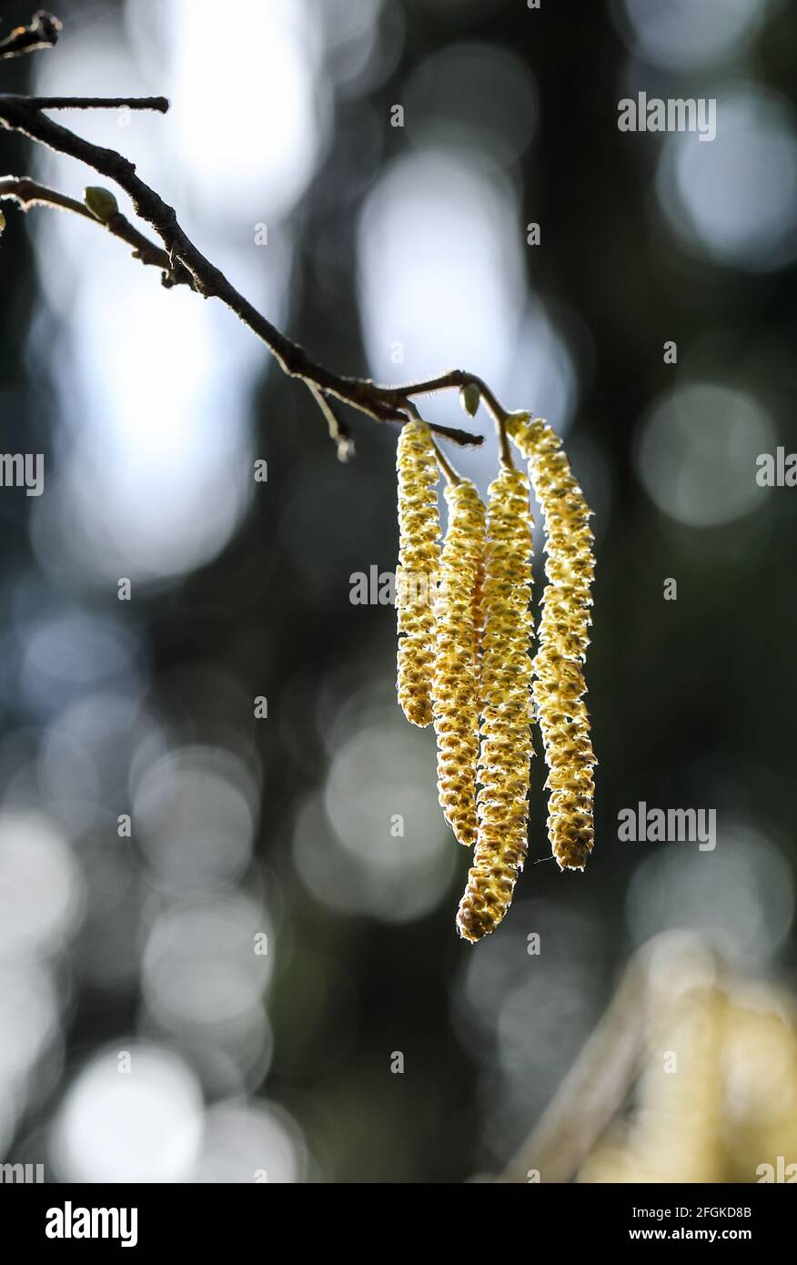Common hazel flowering (Corylus avellana Stock Photo - Alamy