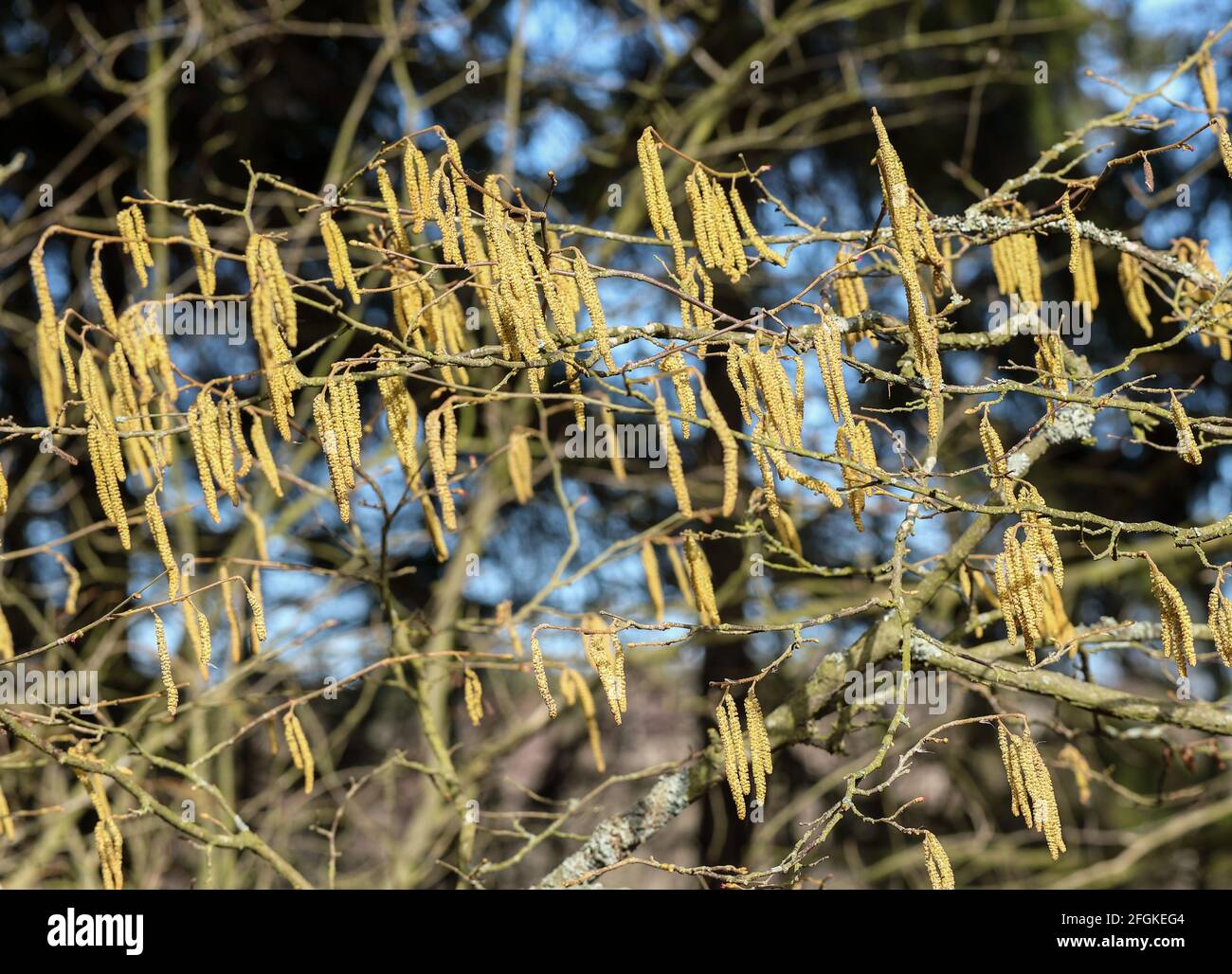 Common hazel flowering (Corylus avellana Stock Photo - Alamy