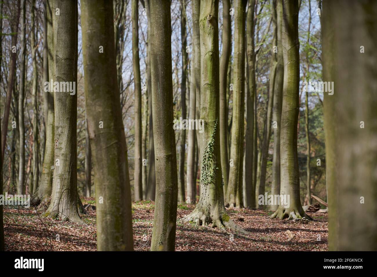 Naturaufnahmen im Waldgebiet Naturaufnahmen im Waldgebiet