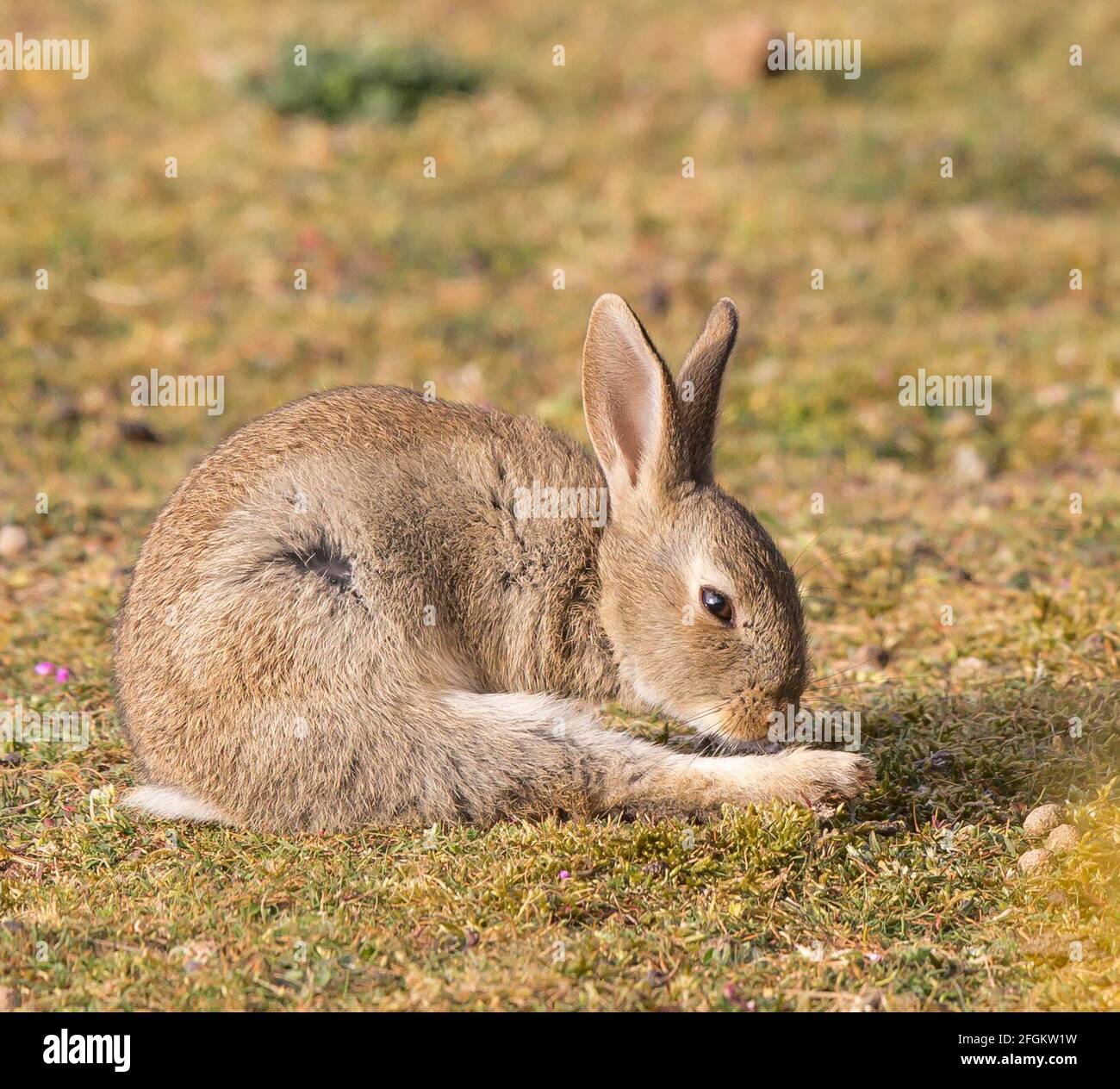 Bunny sunbathing hi-res stock photography and images - Alamy