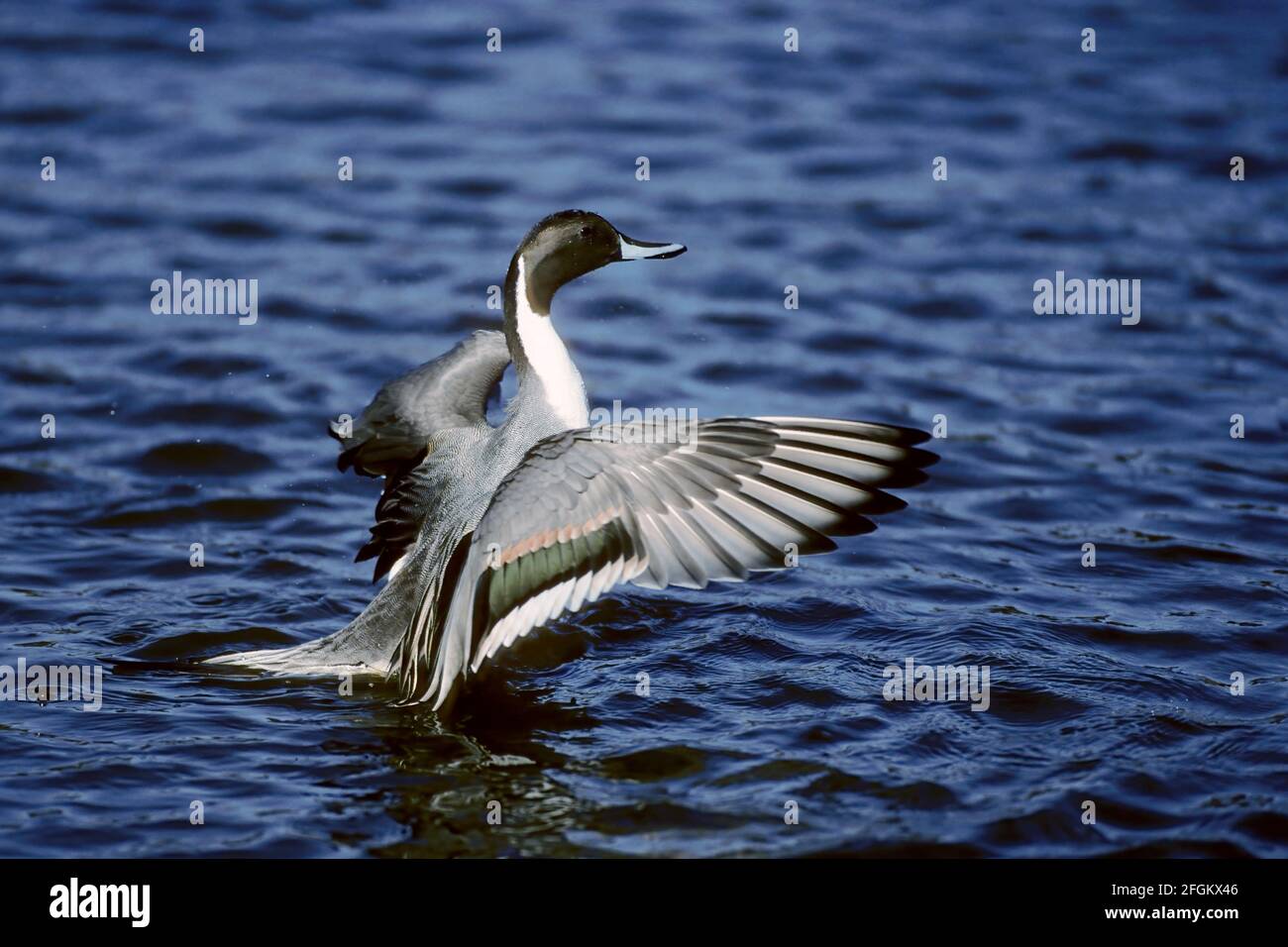 Pintail - Stretching Wings Anas acuta Norfolk, UK Stock Photo - Alamy