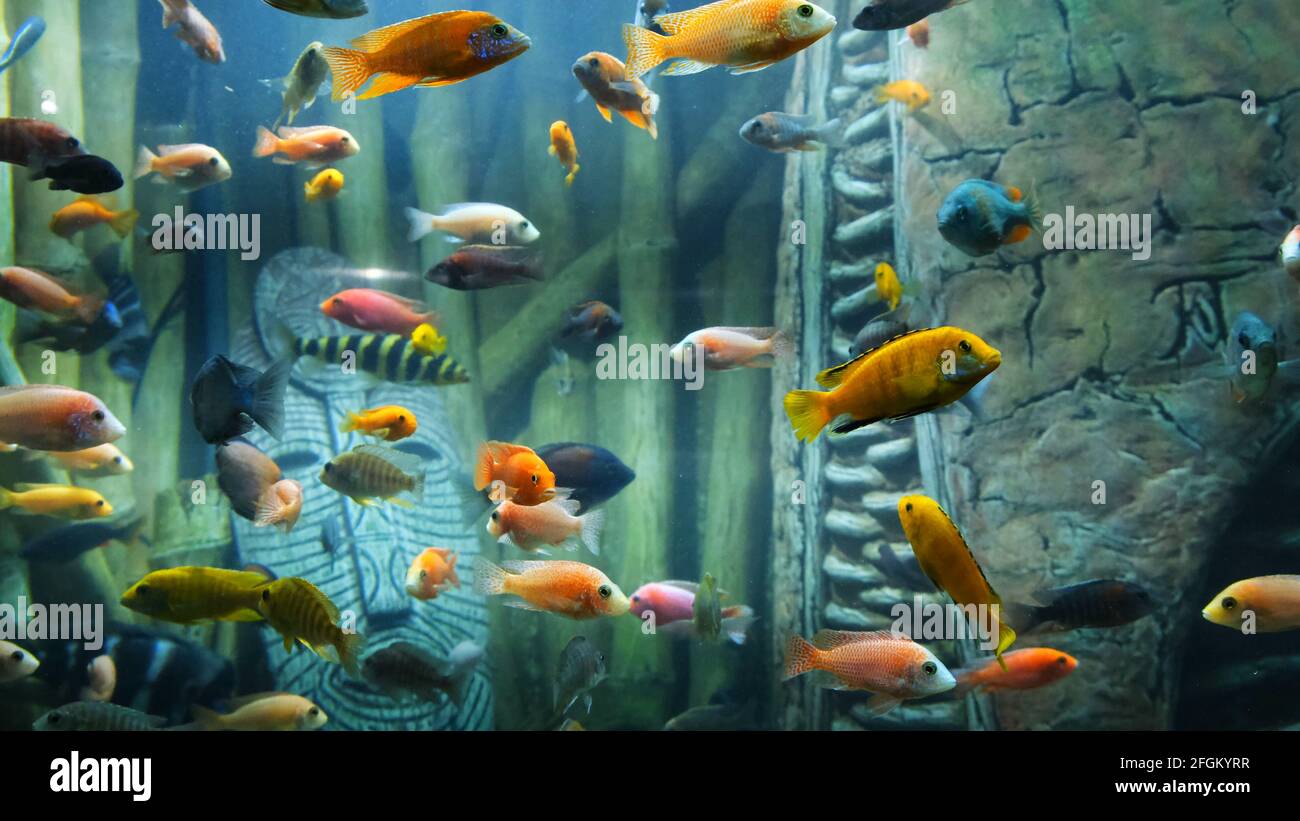 Tropical colorful fish on a coral reef Stock Photo - Alamy