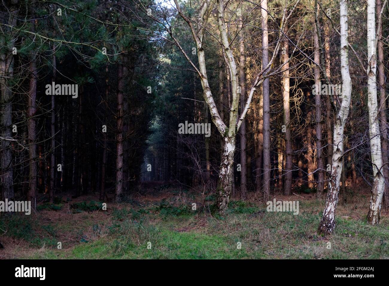 Rendlesham forest Suffolk UK Stock Photo - Alamy