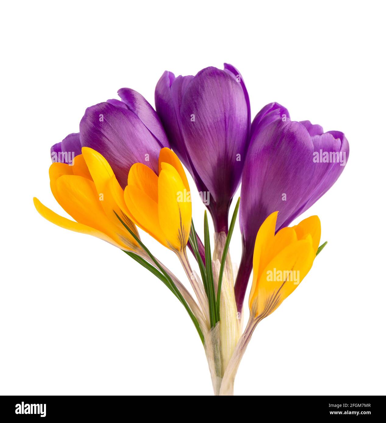 Crocus flowers bouquet, isolated on white background. Beautiful spring ...