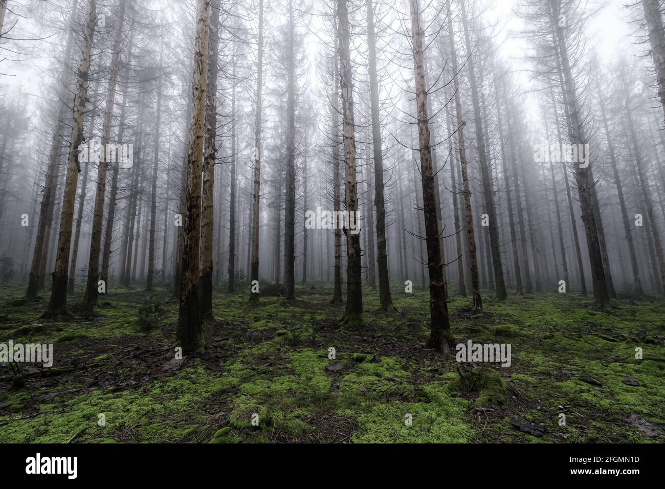 A vertical of the tall trees in the misty and creepy forest Stock Photo ...