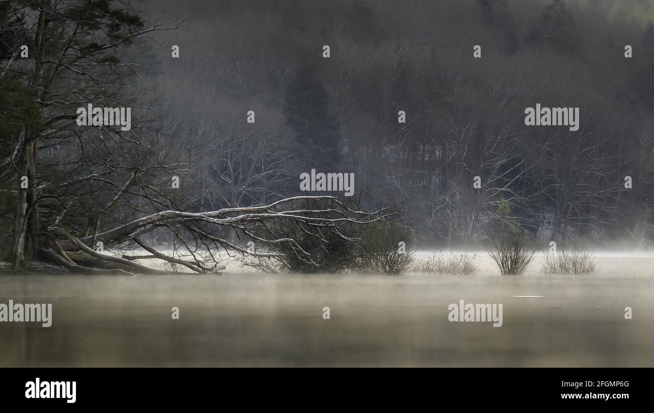 A beautiful view of the misty and creepy park with a lake surrounded by ...