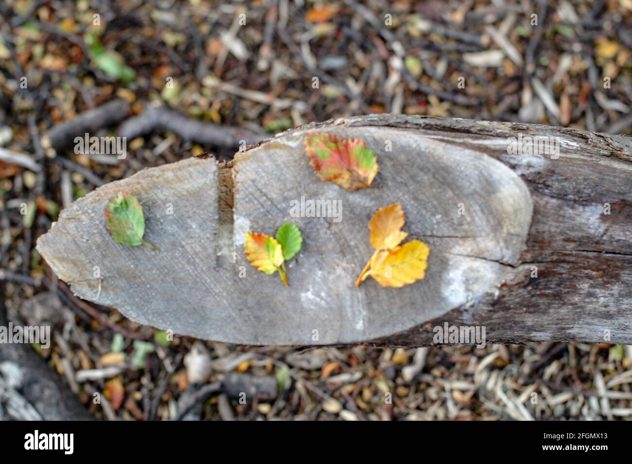 A top view of autumn leaves on a cut wooden log in the forest Stock ...