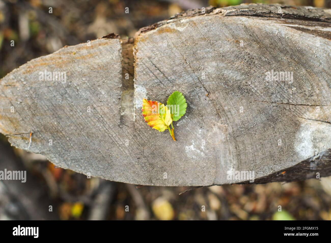 A top view of autumn leaves on a cut wooden log in the forest Stock ...