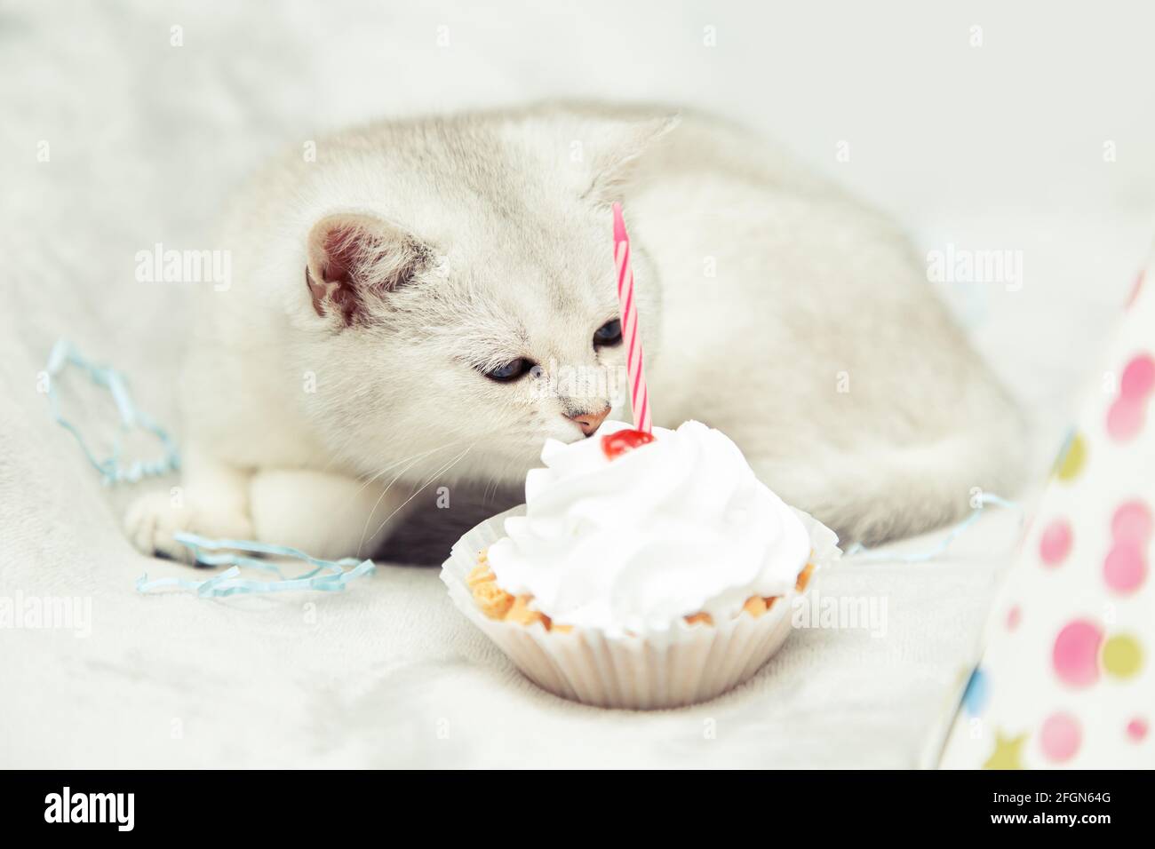 Cat Eating Cupcake