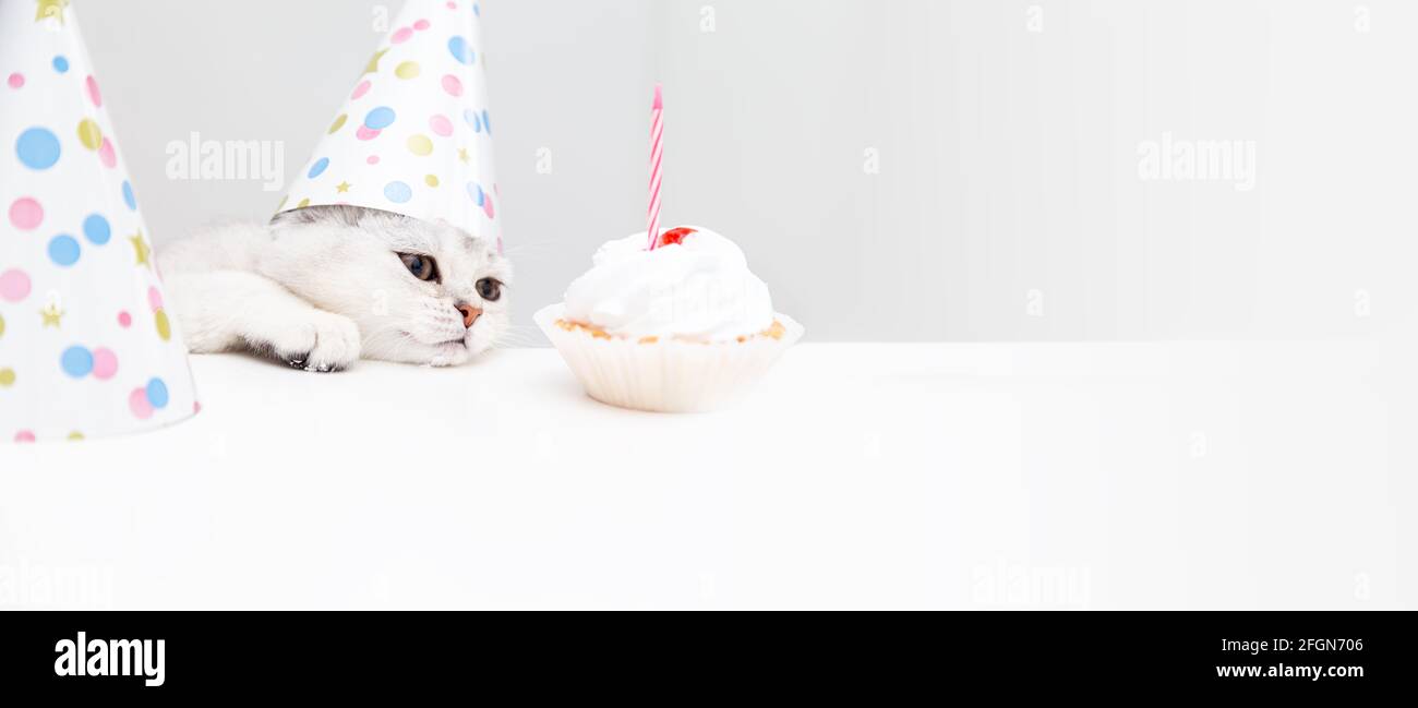 Cat party hat sad hi-res stock photography and images - Alamy
