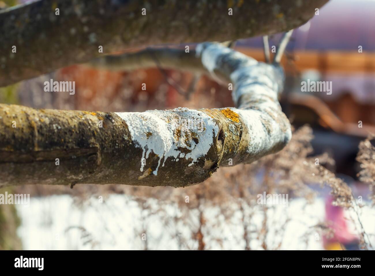 The trunk and branches tree covered with white paint with whitewash on ...