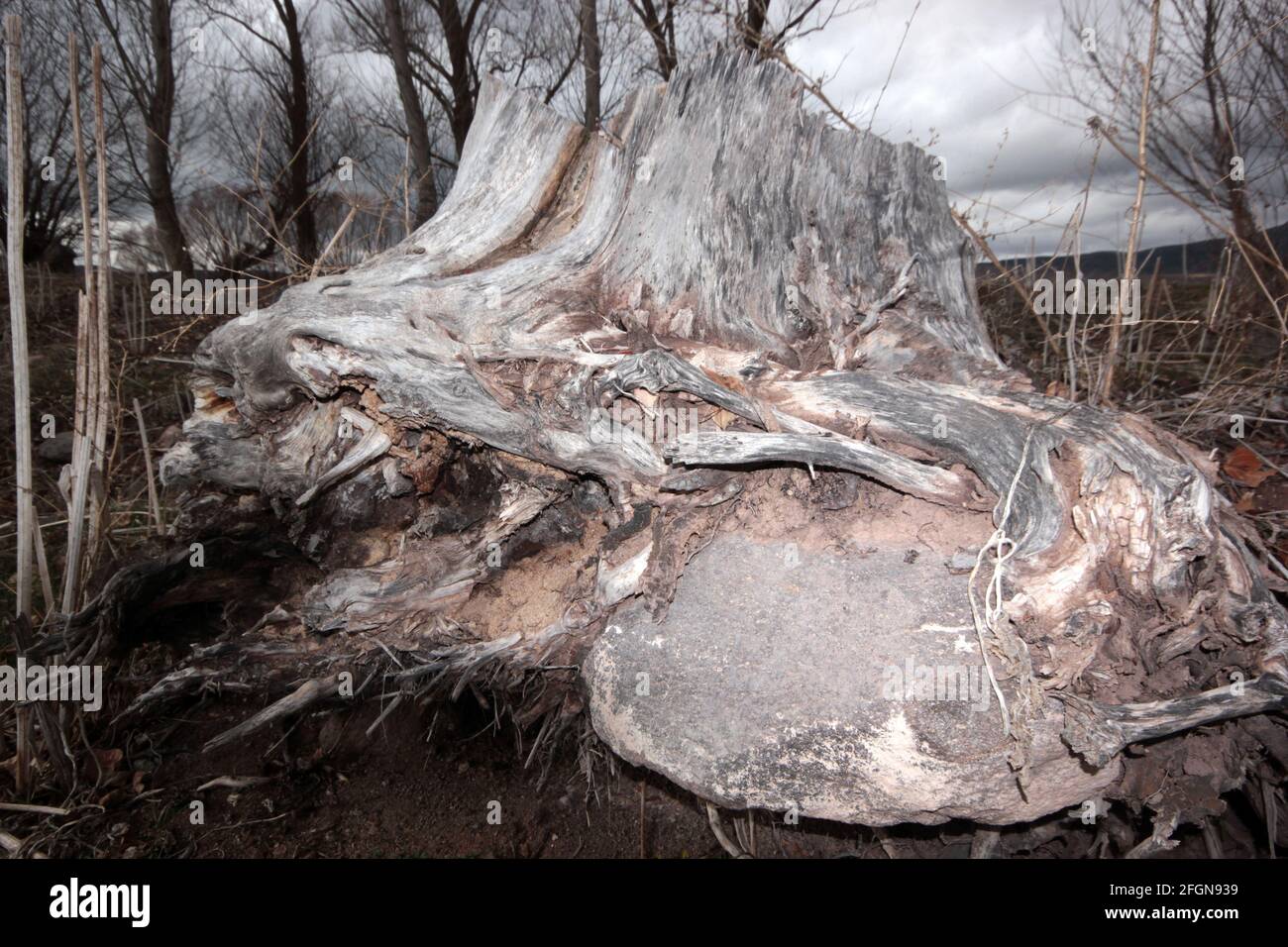 old tree stump and dramatic sky Stock Photo - Alamy