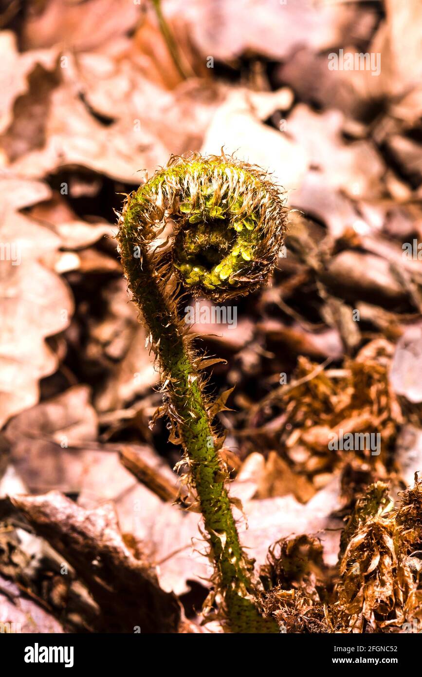 Frond Unfurling High Resolution Stock Photography and Images - Alamy