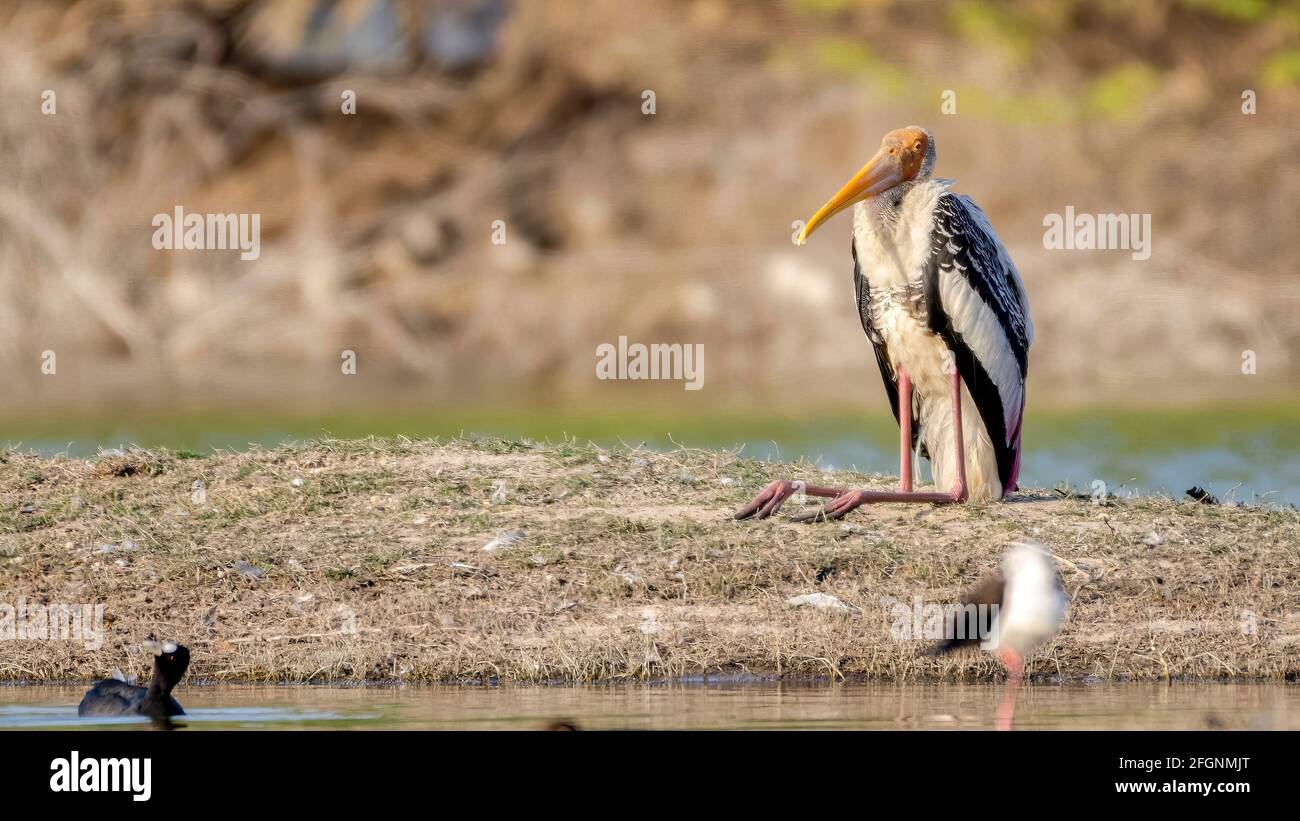 Tired painted stork hi-res stock photography and images - Alamy