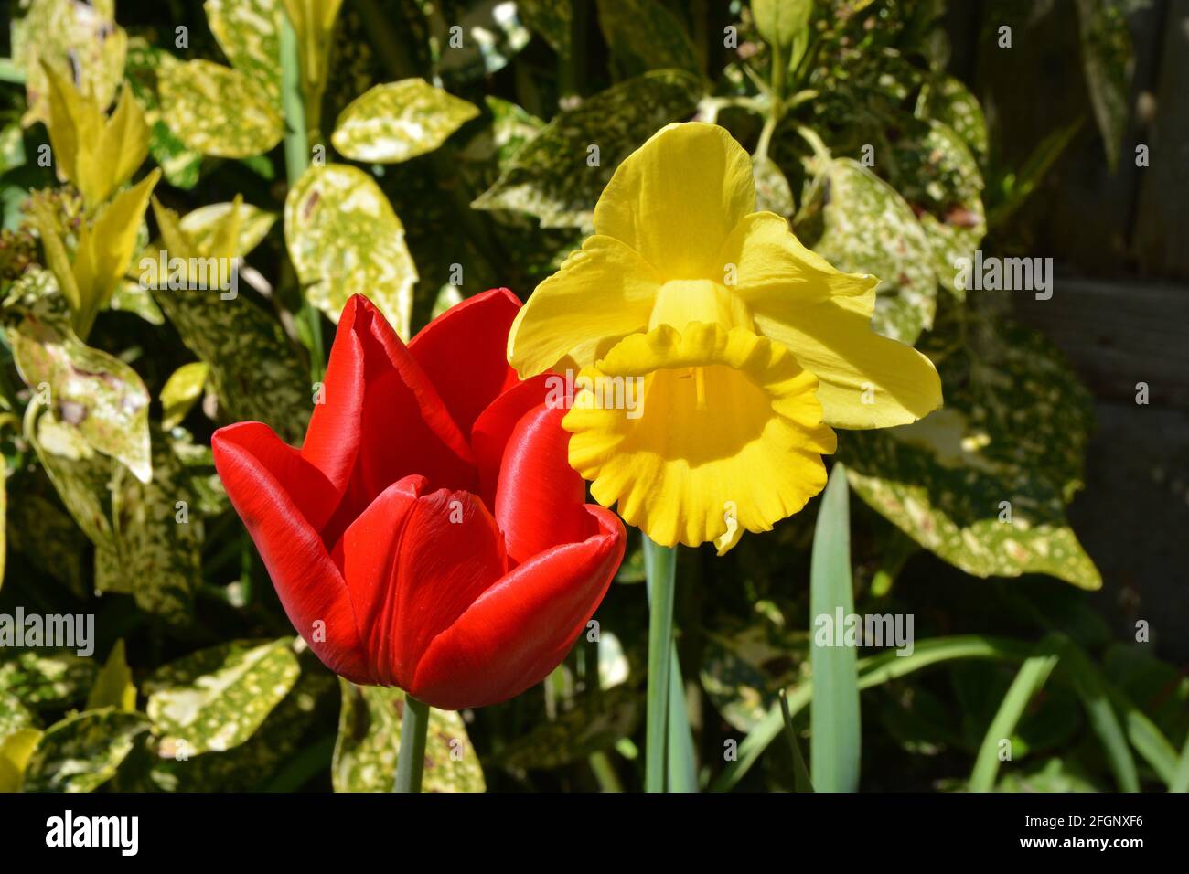 Mixed Daffodil Bulbs High Resolution Stock Photography and Images - Alamy