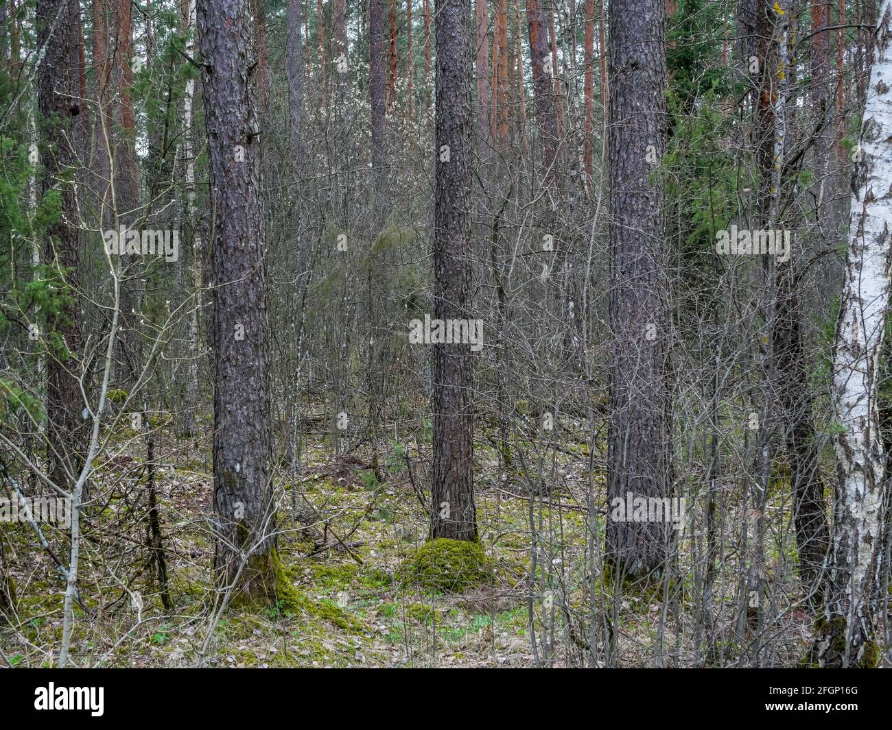 Bush texture hi-res stock photography and images - Alamy