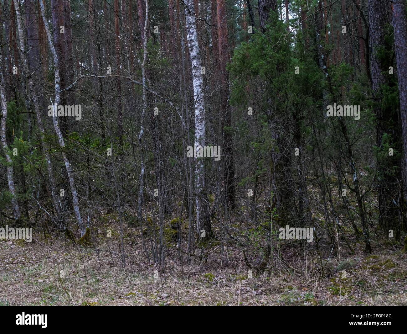 green forest lush with leaves, foliage and bush texture in spring ...