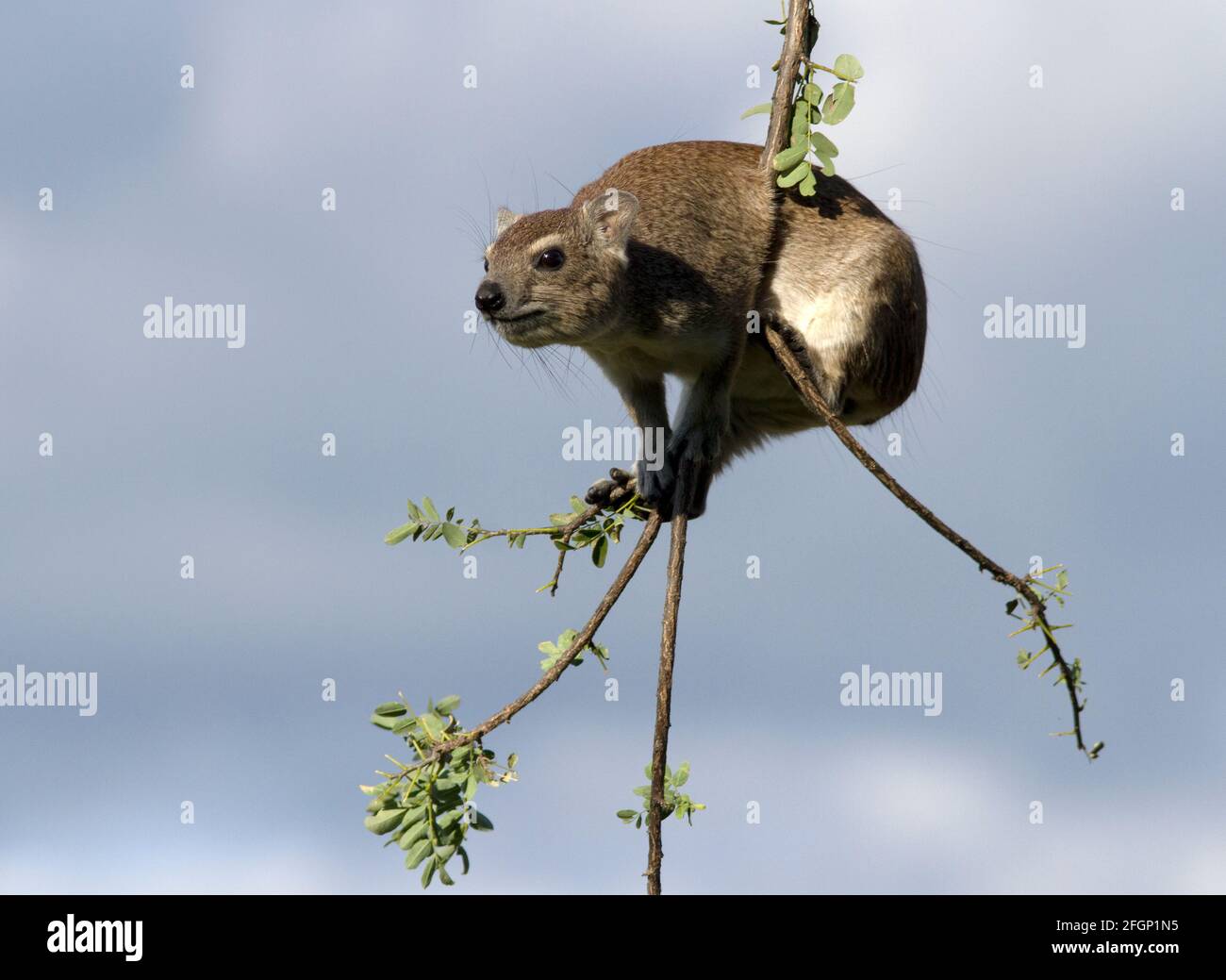 Where Do Hyrax Live Rock