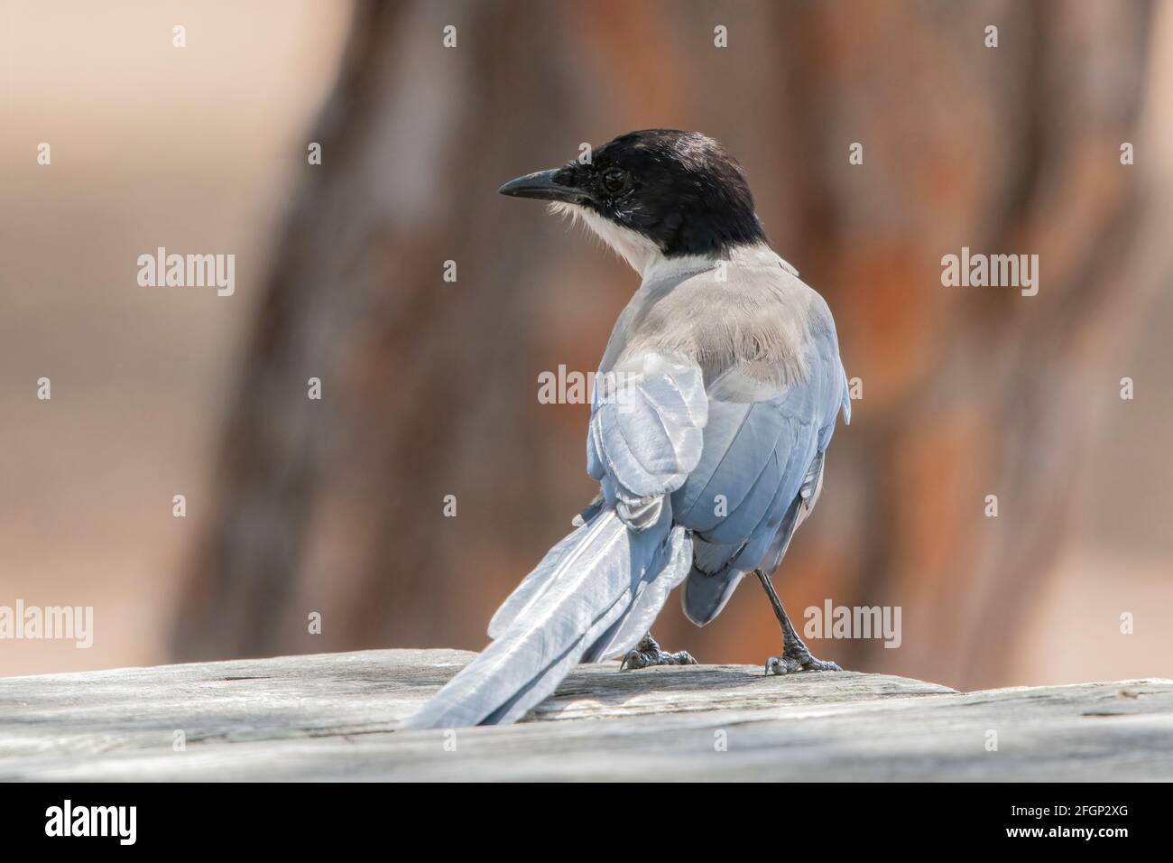Iberian magpie or azure-winged magpie, Cyanaopica cooki, single adult ...