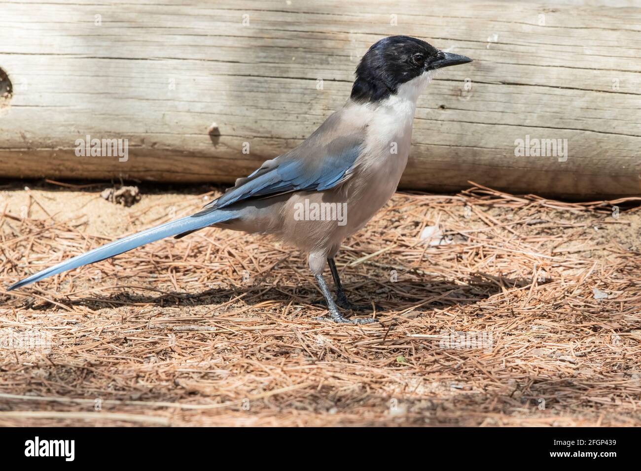 Azure winged magpie with insect hi-res stock photography and images - Alamy