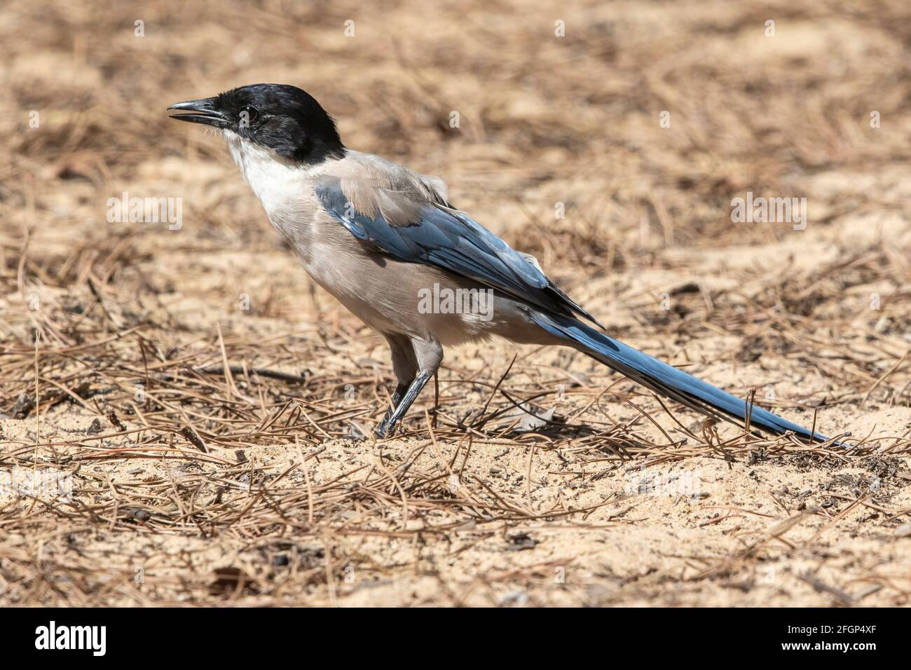 Azure winged magpie with insect hi-res stock photography and images - Alamy