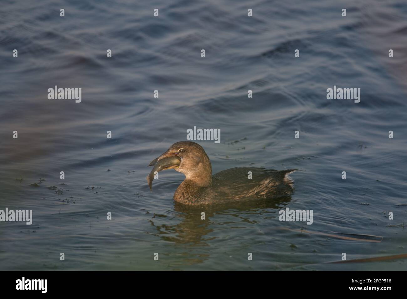 Grebe eating feathers hi-res stock photography and images - Alamy