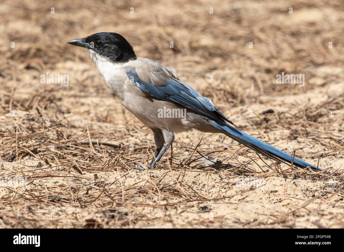 Crow eating insects hi-res stock photography and images - Alamy