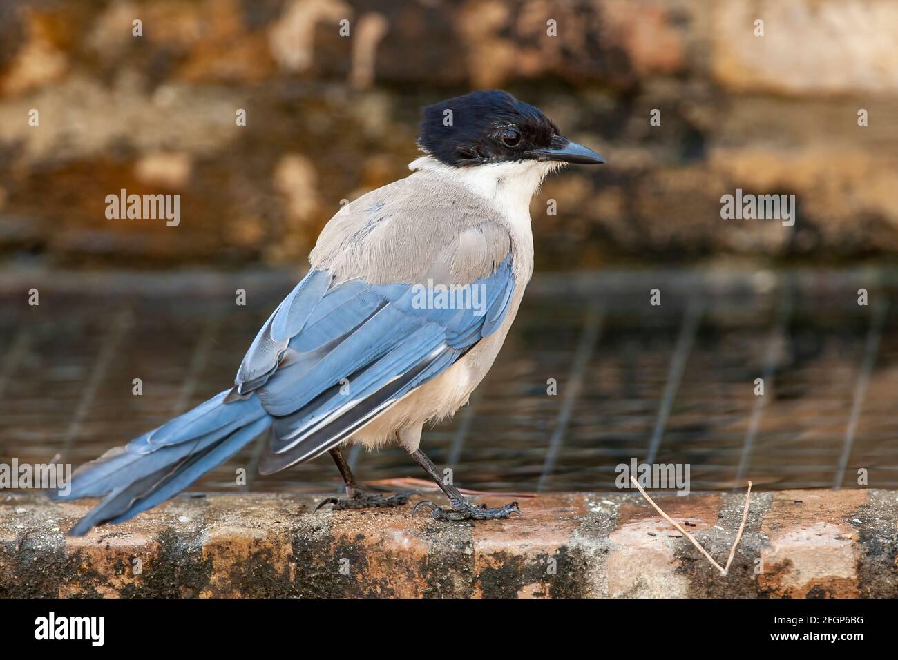 Azure winged magpie with insect hi-res stock photography and images - Alamy