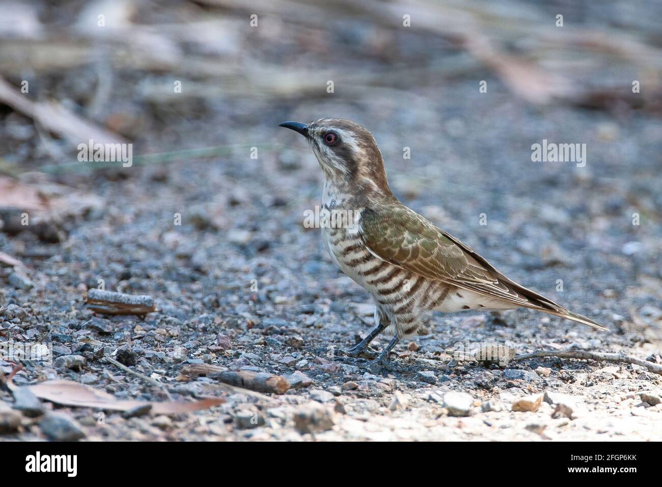 Horsfield’s bronze cuckoo hi-res stock photography and images - Alamy