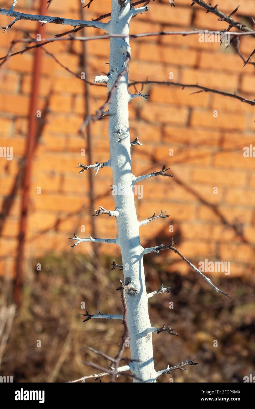 Apple or pear tree trunk covered with white paint whitewash to protect ...