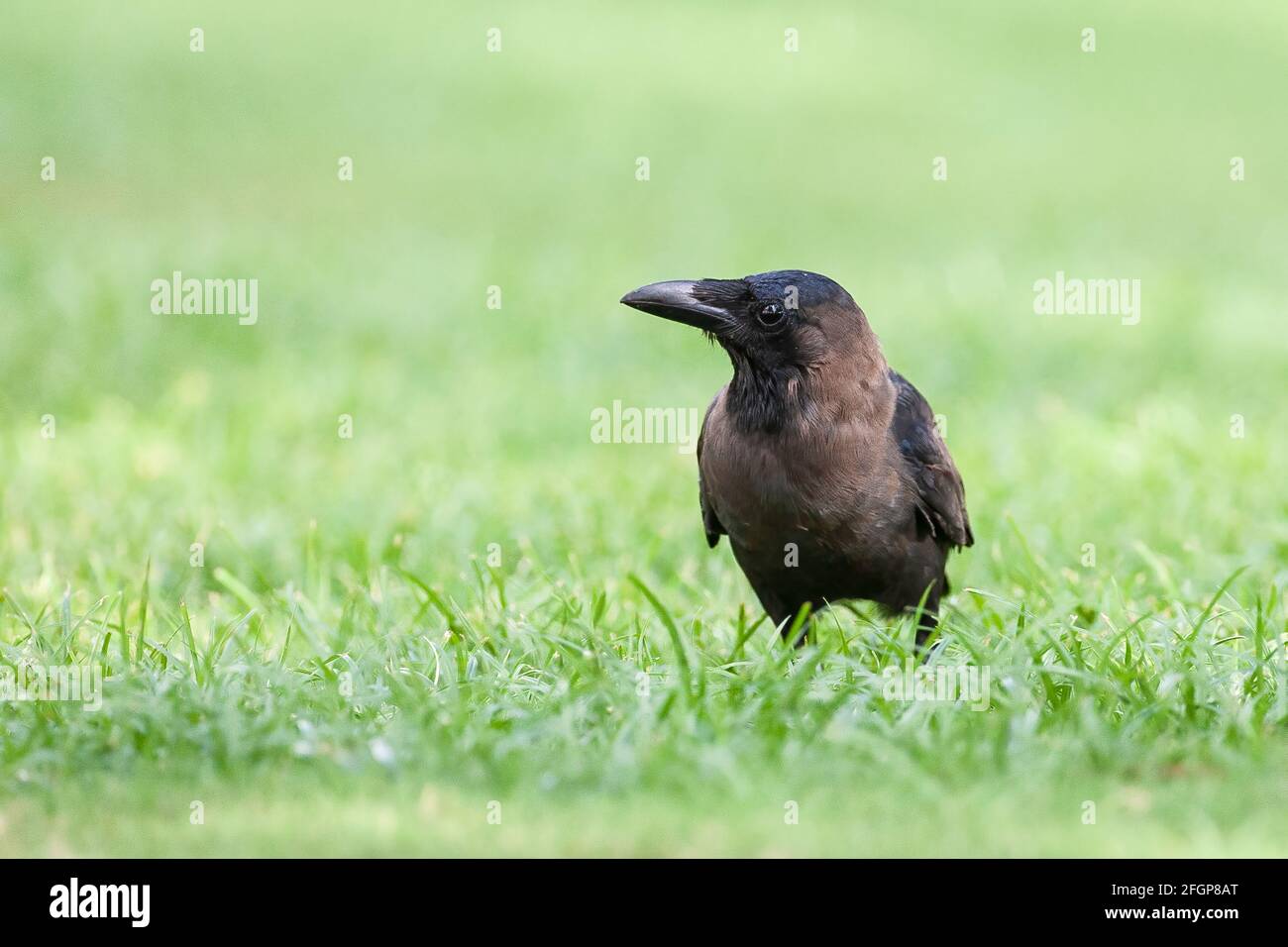 house crow, Indian crow or Ceylon crow, Corvus splendens, single adult ...