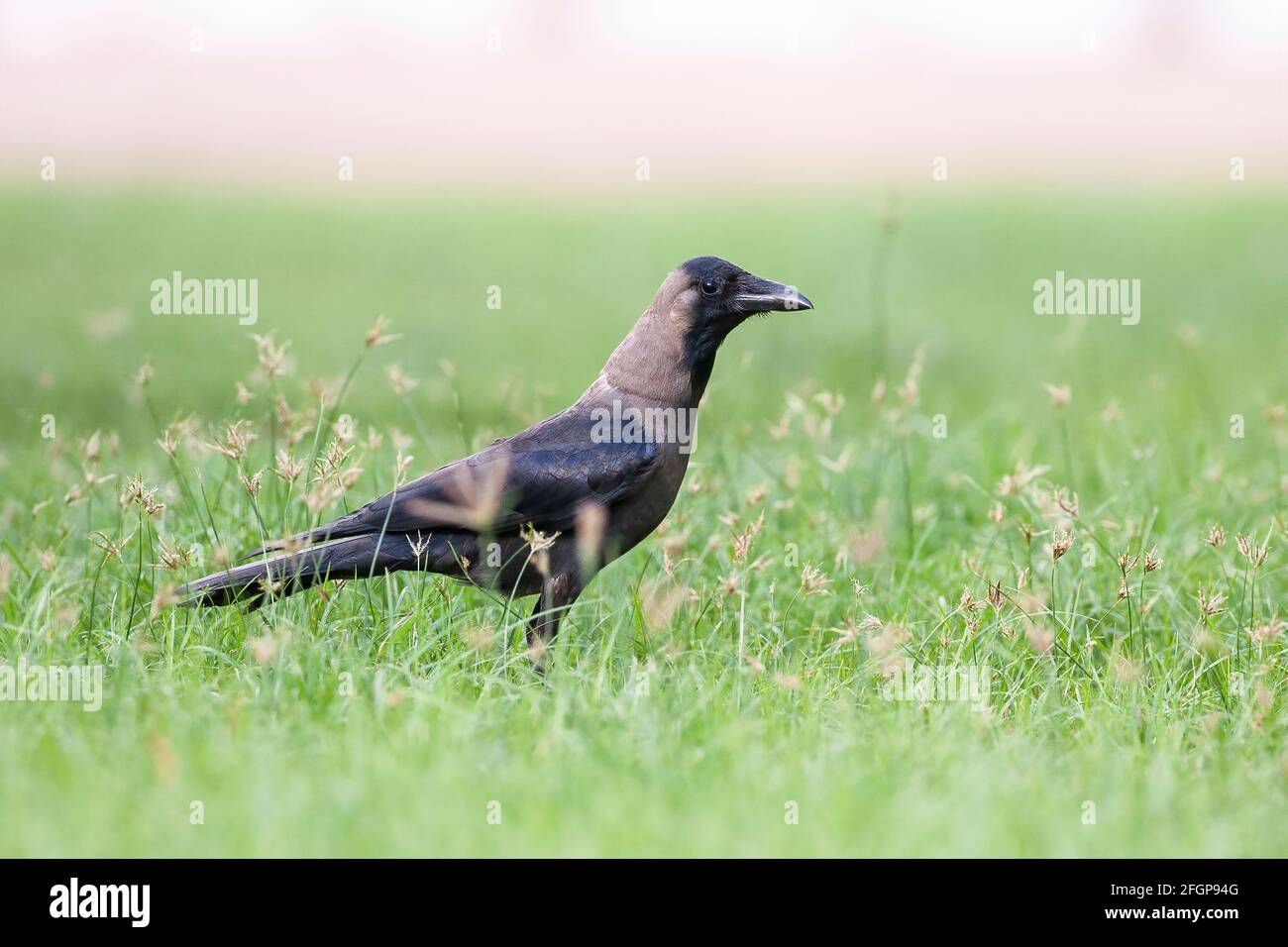 house crow, Indian crow or Ceylon crow, Corvus splendens, single adult ...
