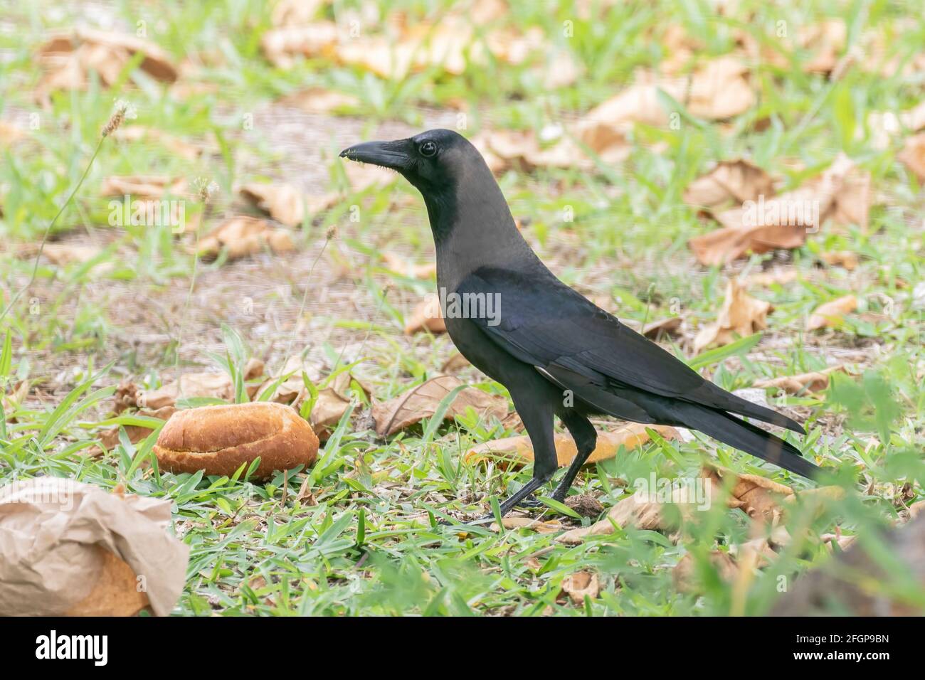 house crow, Indian crow or Ceylon crow, Corvus splendens, single adult ...