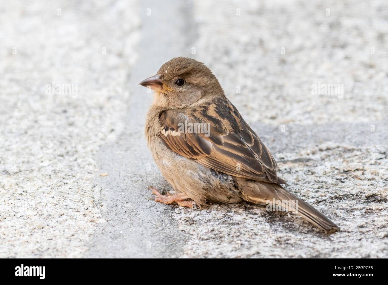 Passer domseticus hi-res stock photography and images - Alamy